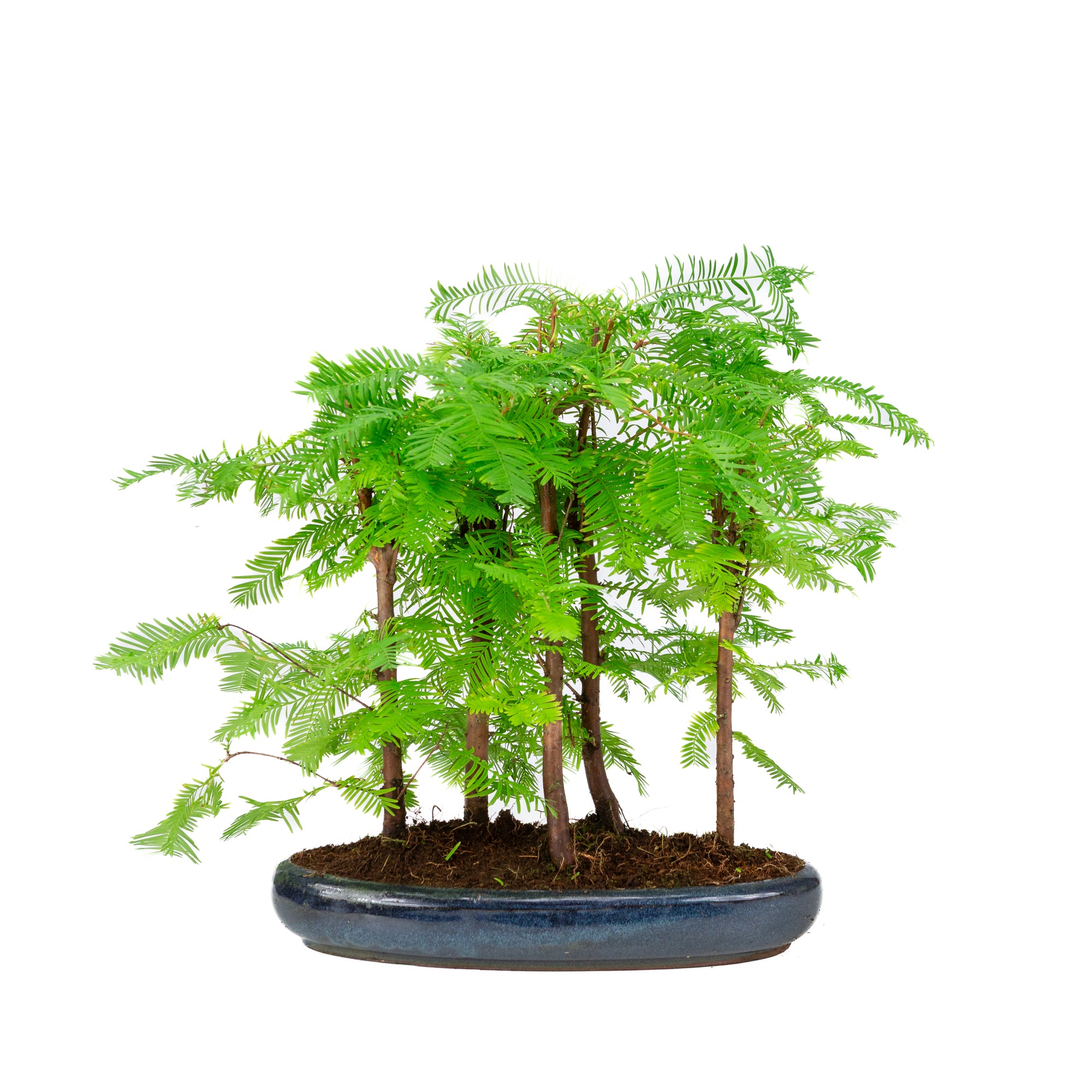 Buiten Bonsai - Bonsai bomen koop je bij de specialist – Bonsai Shop