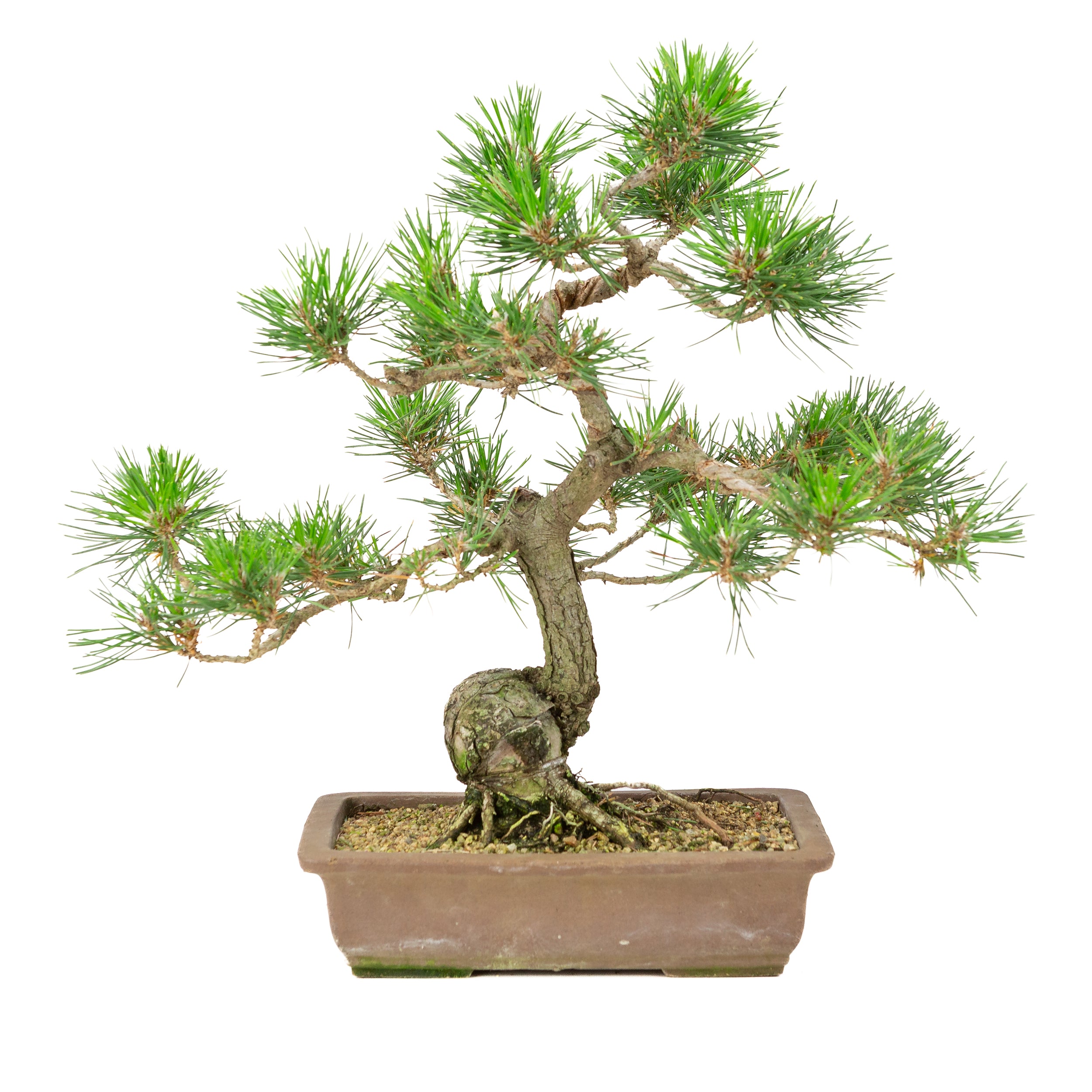 Pinus thunbergii round unglazed pot 20cm, height ~37cm – Bonsai Shop