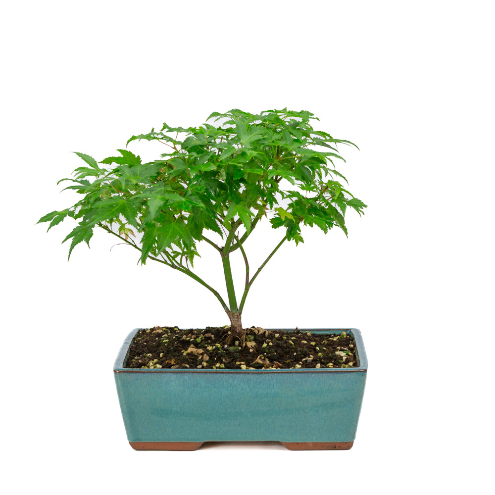Bonsai Acer palmatum 'Little princess' groene rechthoekige pot 25cm ...
