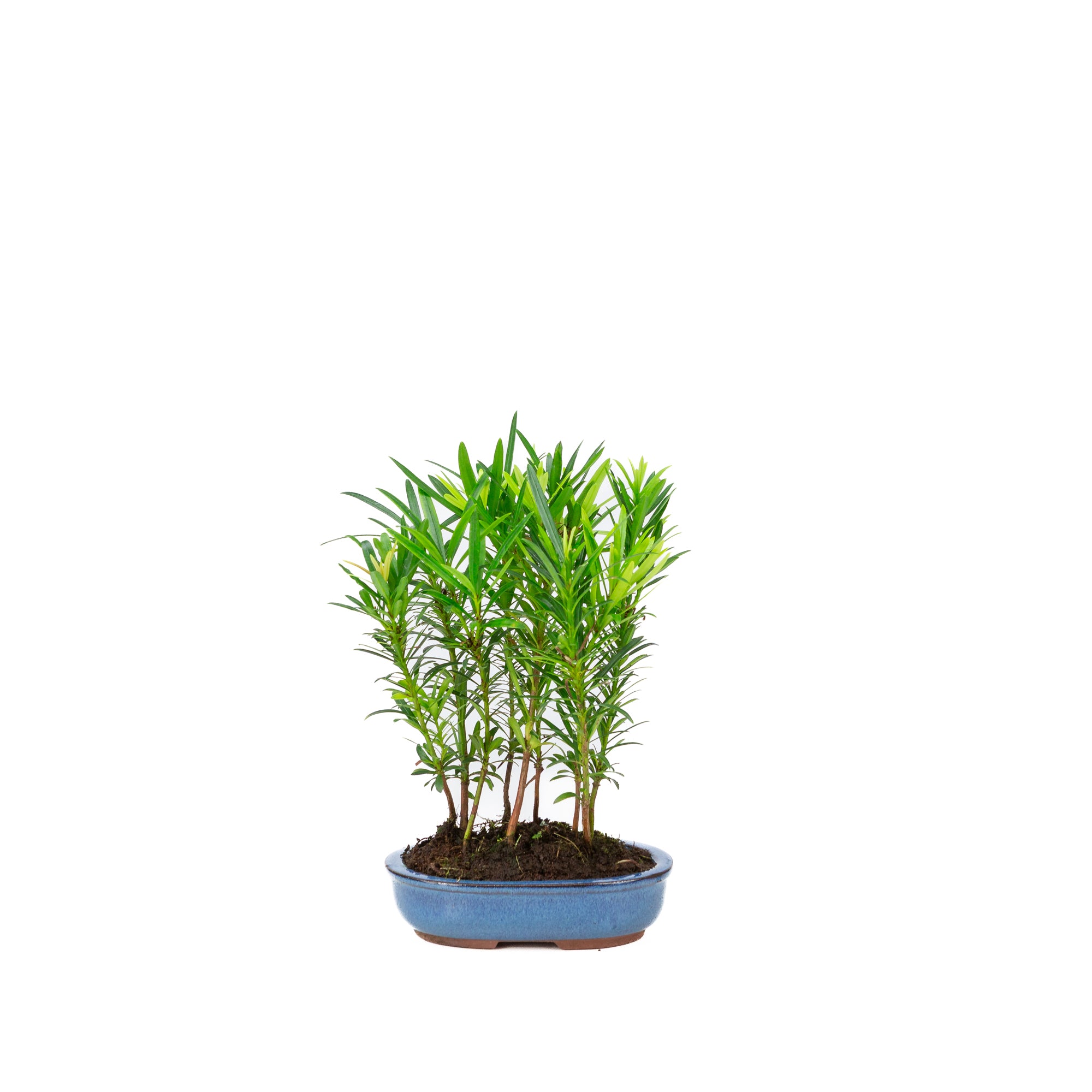 Podocarpus macrophylla group oval pot 15cm, height ~25cm – Bonsai Shop