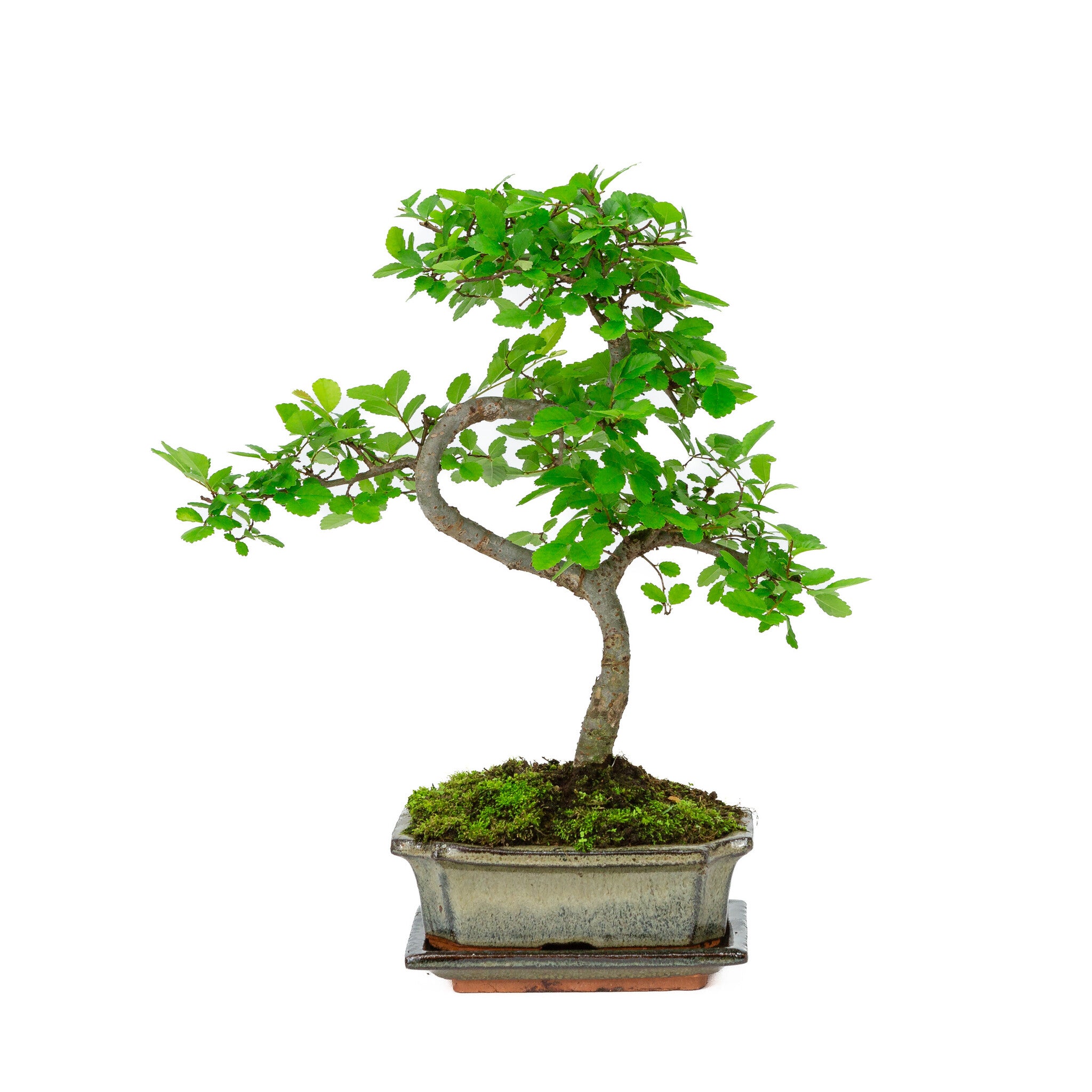 Bonsai kopen bij de specialist - Binnen bonsai bomen – Bonsai Shop