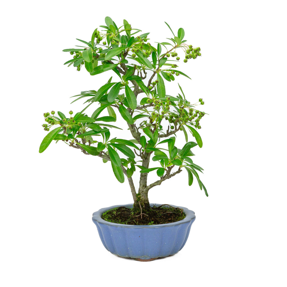 Unieke en exclusieve Bonsai bomen koop je bij de specialist – Bonsai Shop